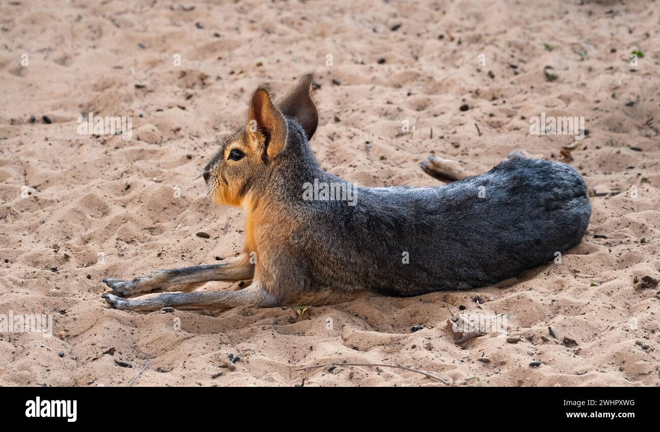 Patagonian Mara animal resting on a sand. Dolichotis patagonum ...
