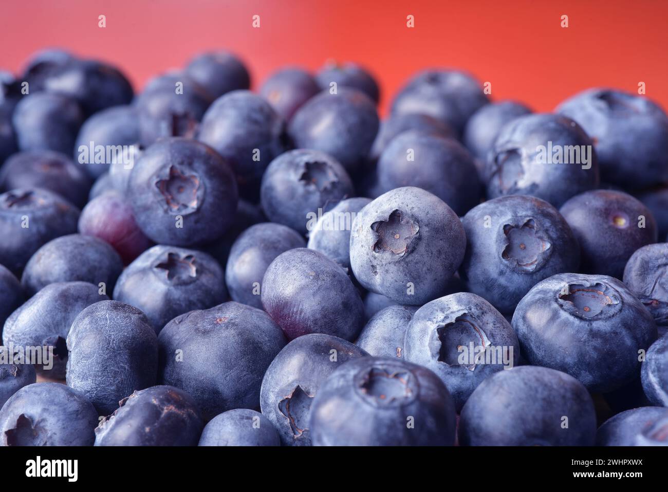 Close up photograph of raw unwashed blueberries on bright colour ...