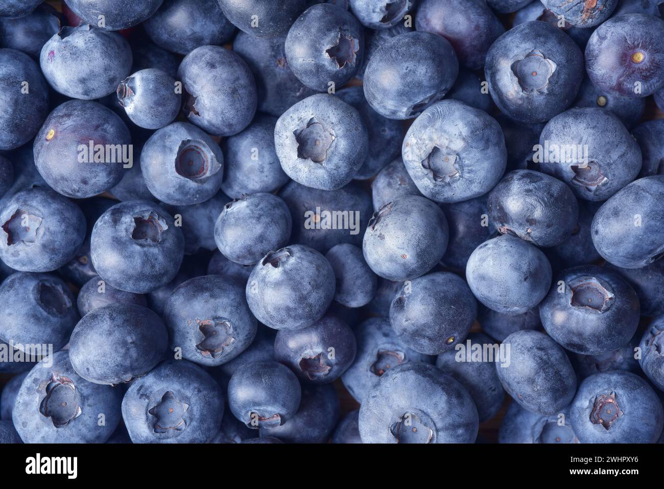 Close up photograph of fresh blueberries. Blueberries are a nutritious ...