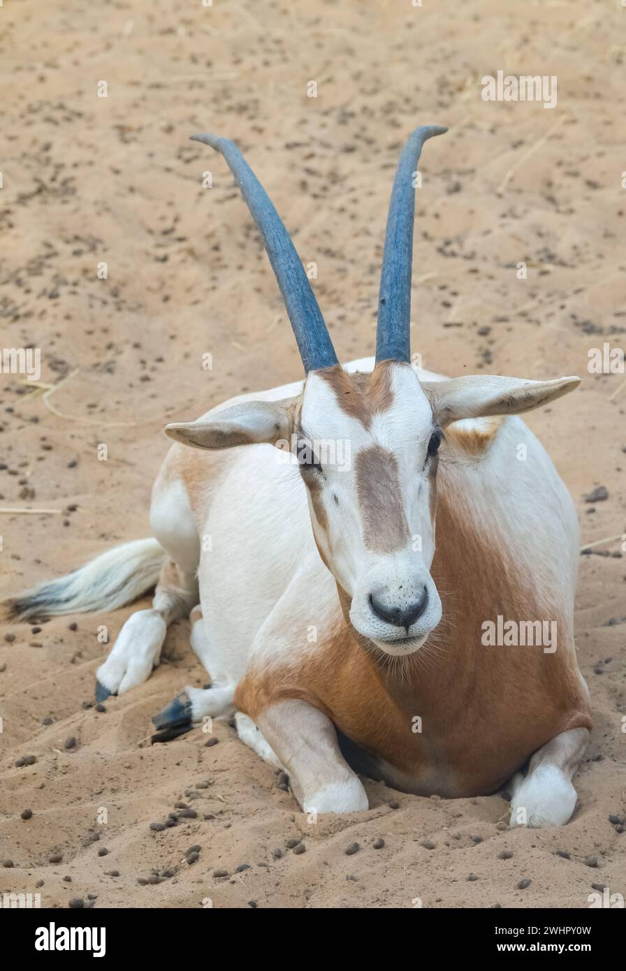 National animal of the united arab emirates hi-res stock photography ...