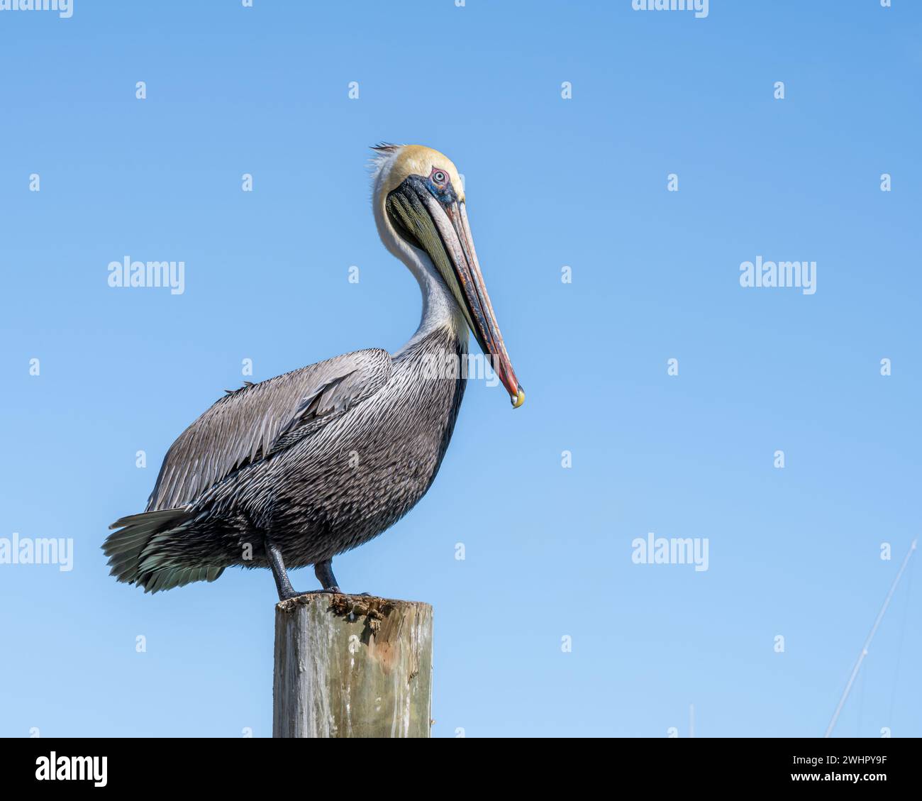 Pelican standing on marina piling, Robbies, Islamorada, Florida Bay ...