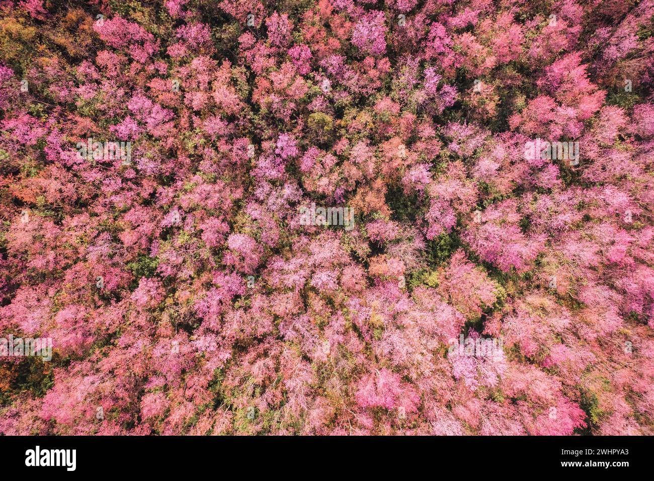 Ban tha lo hi-res stock photography and images - Alamy