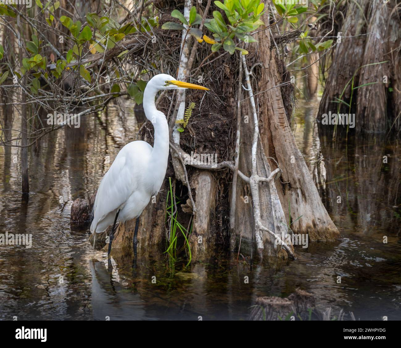 Snowy Egret standing in water, Loop Road Scenic Drive, Big Cypress ...