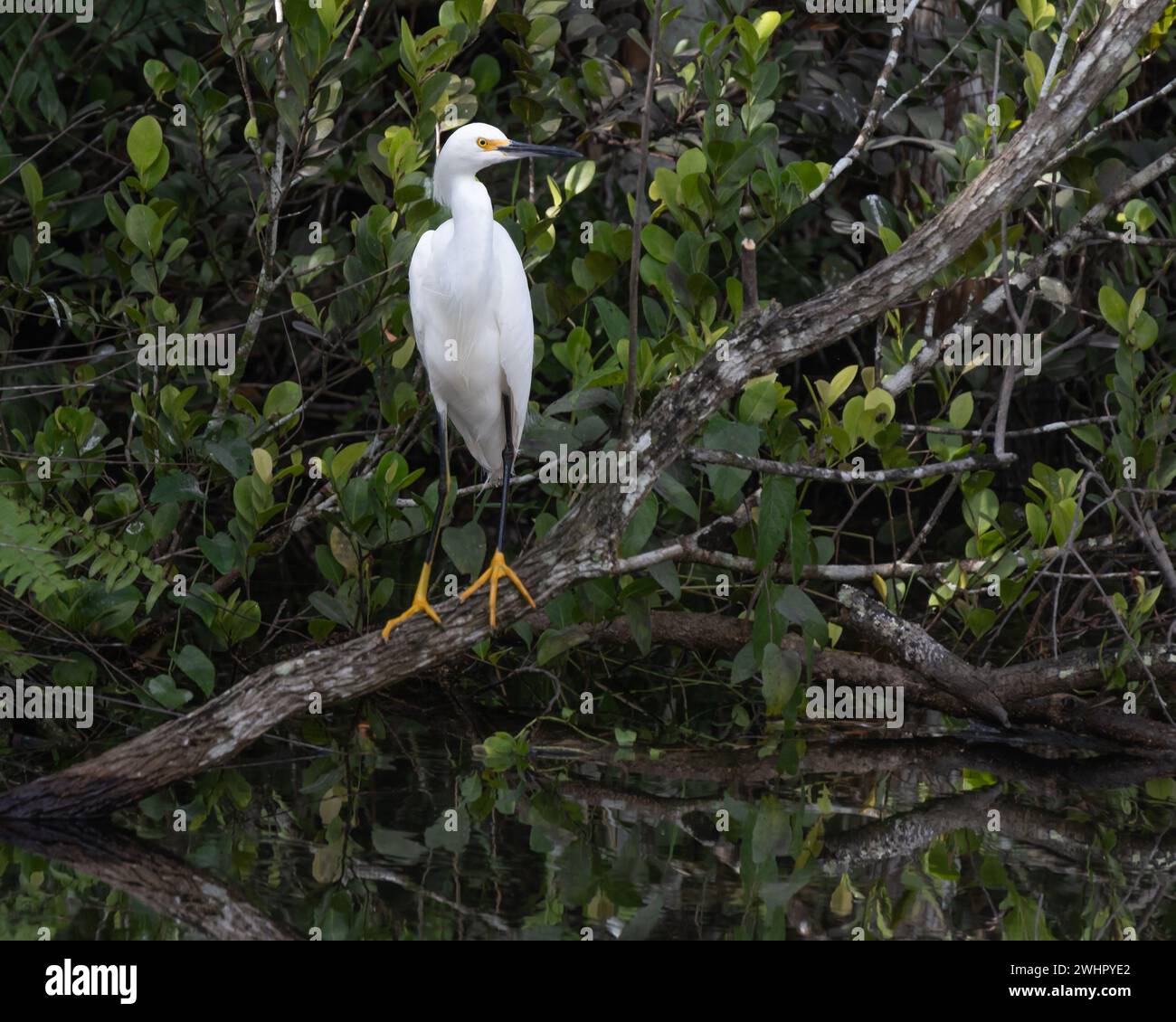 Snowy Egret perched on a branch, Loop Road Scenic Drive, Big Cypress ...