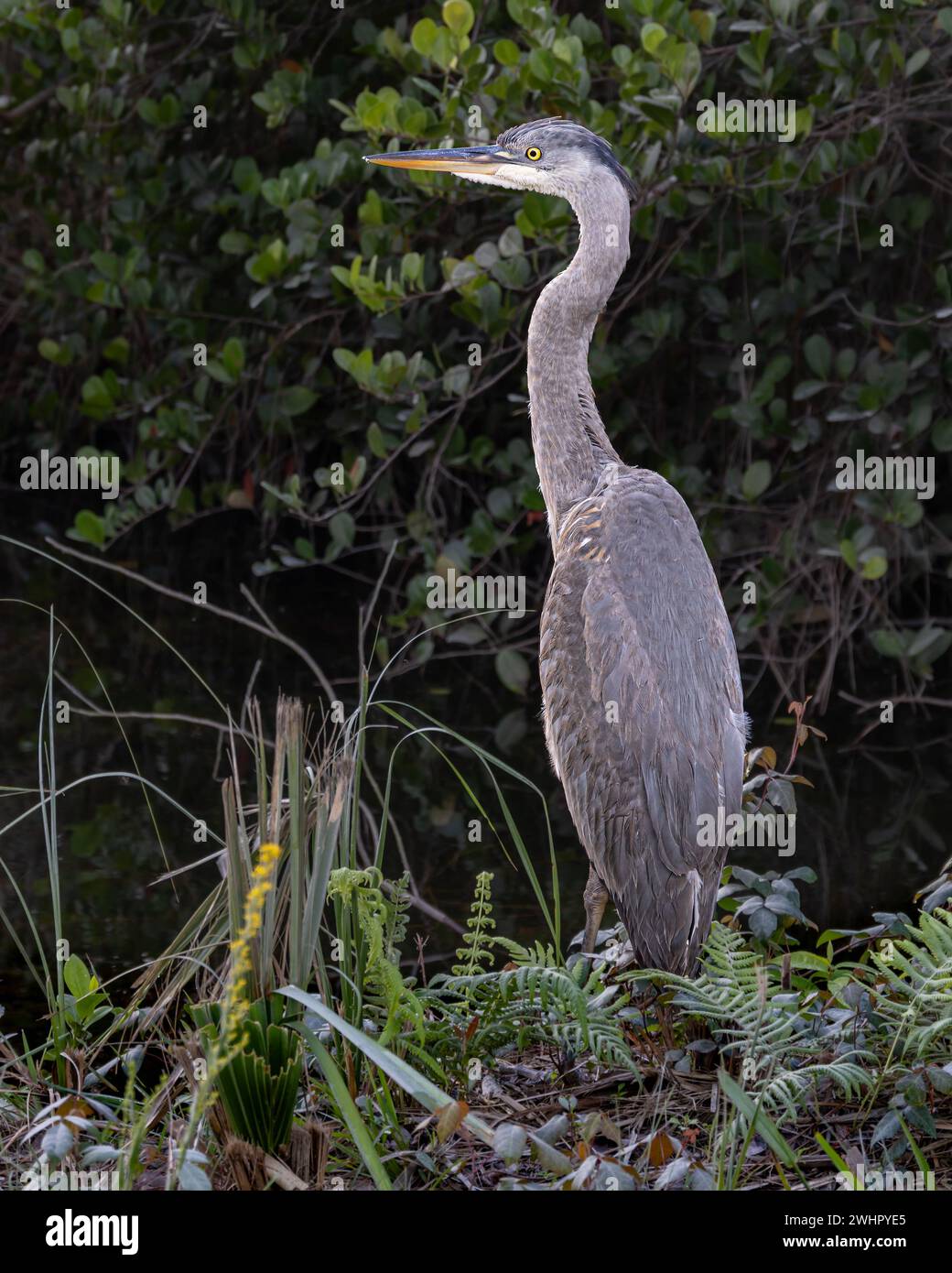 Great Blue heron standing, Loop Road Scenic Drive, Big Cypress National ...