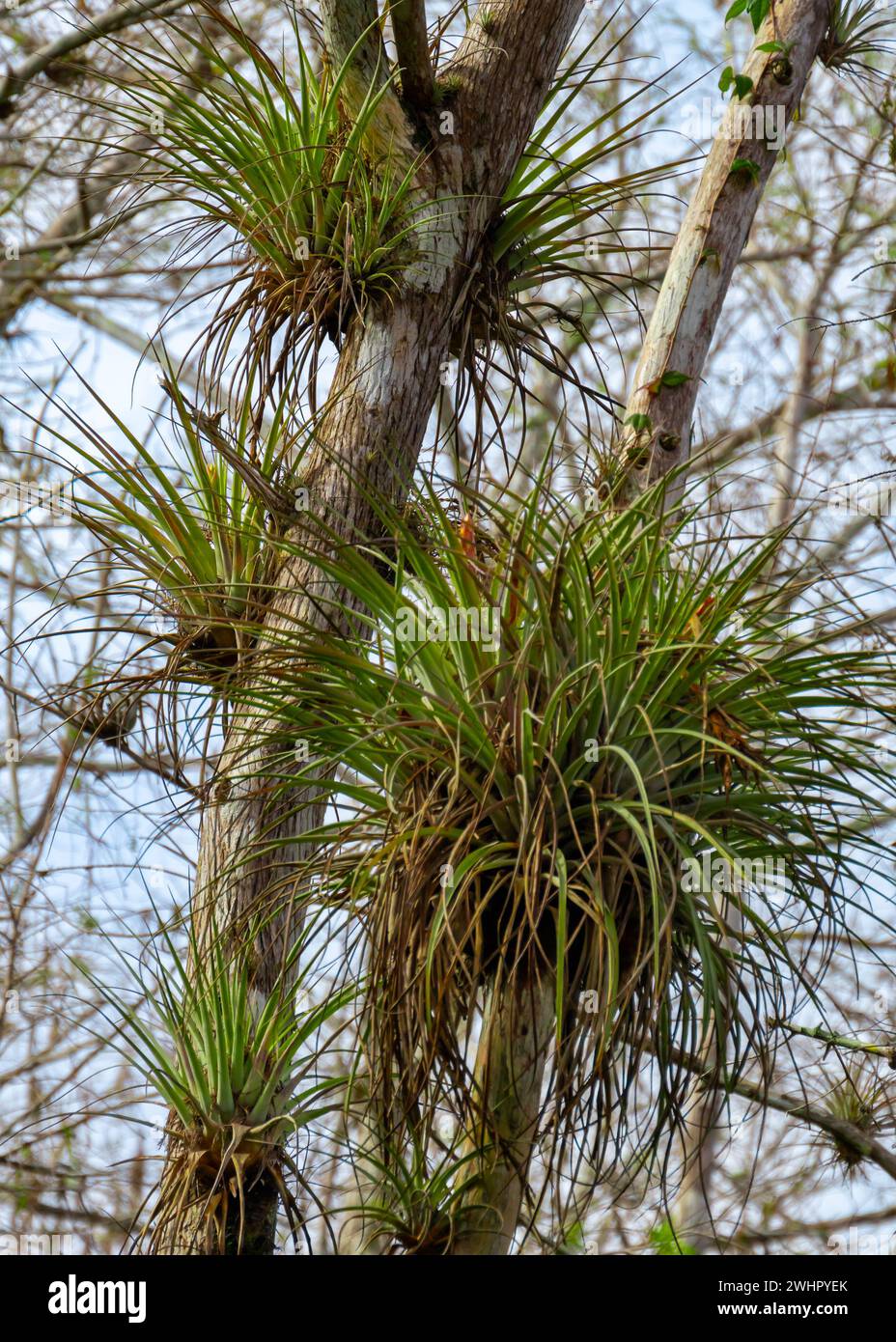 Air plants (a.k.a. bromeliads), Loop Road Scenic Drive, Big Cypress ...