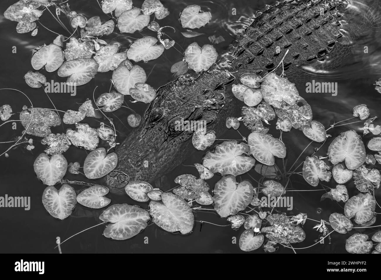 American Alligator floating amongst leaves, H.P. Williams Roadside Park ...