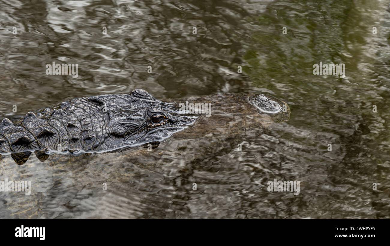 American Alligator floating, H.P. Williams Roadside Park, Big Cypress ...