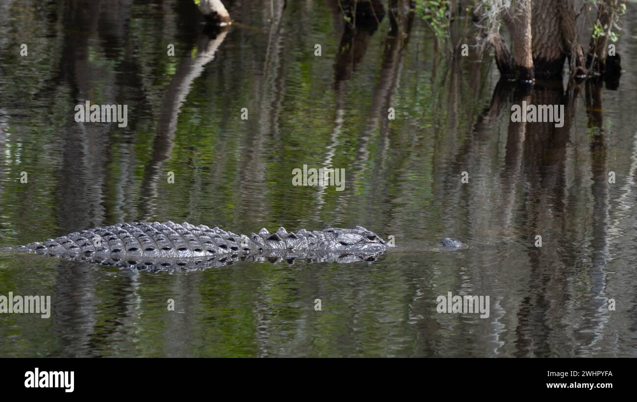 American Alligator swimming, H.P. Williams Roadside Park, Big Cypress ...