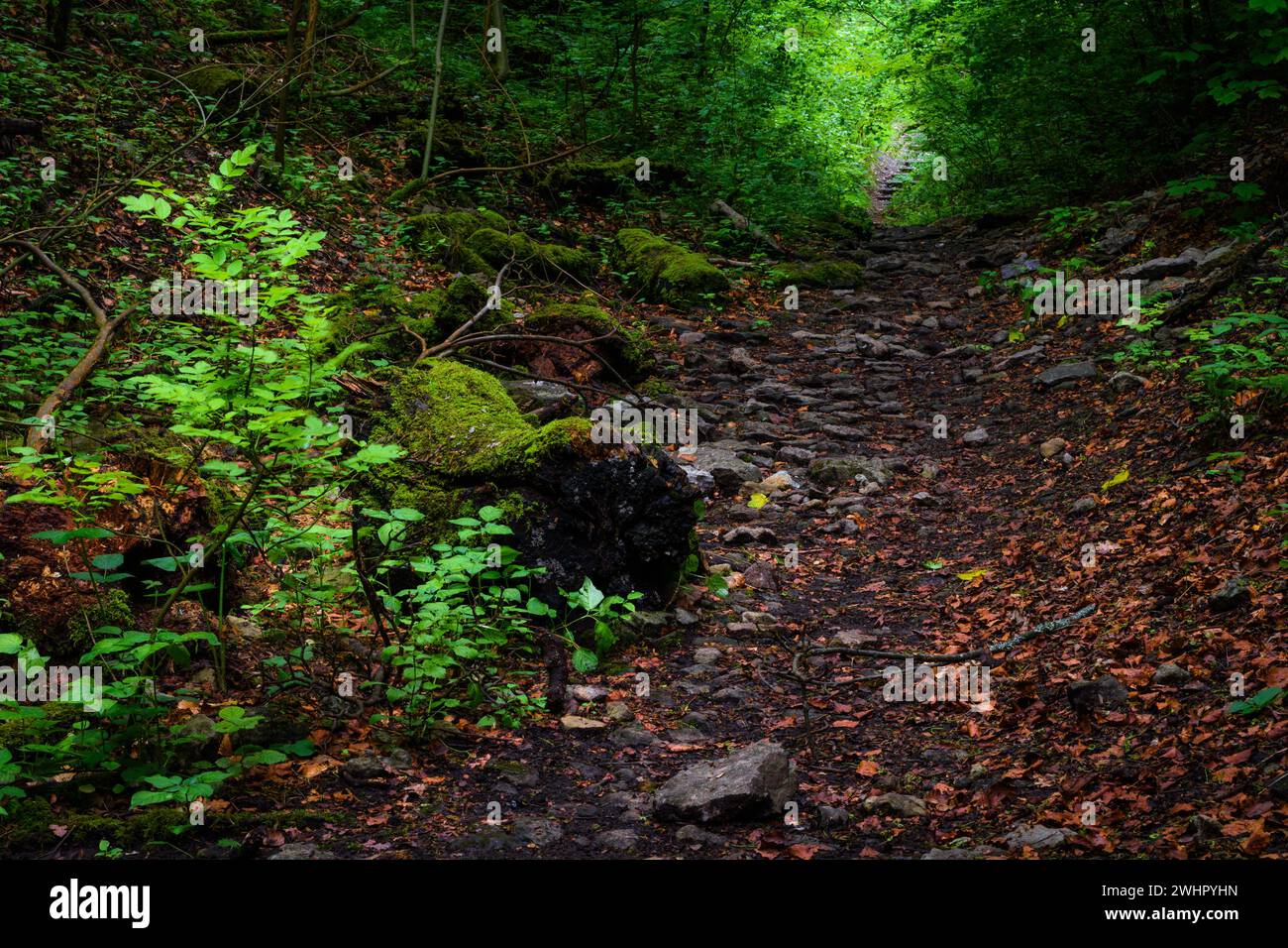 Botanical color contrast hi-res stock photography and images - Alamy