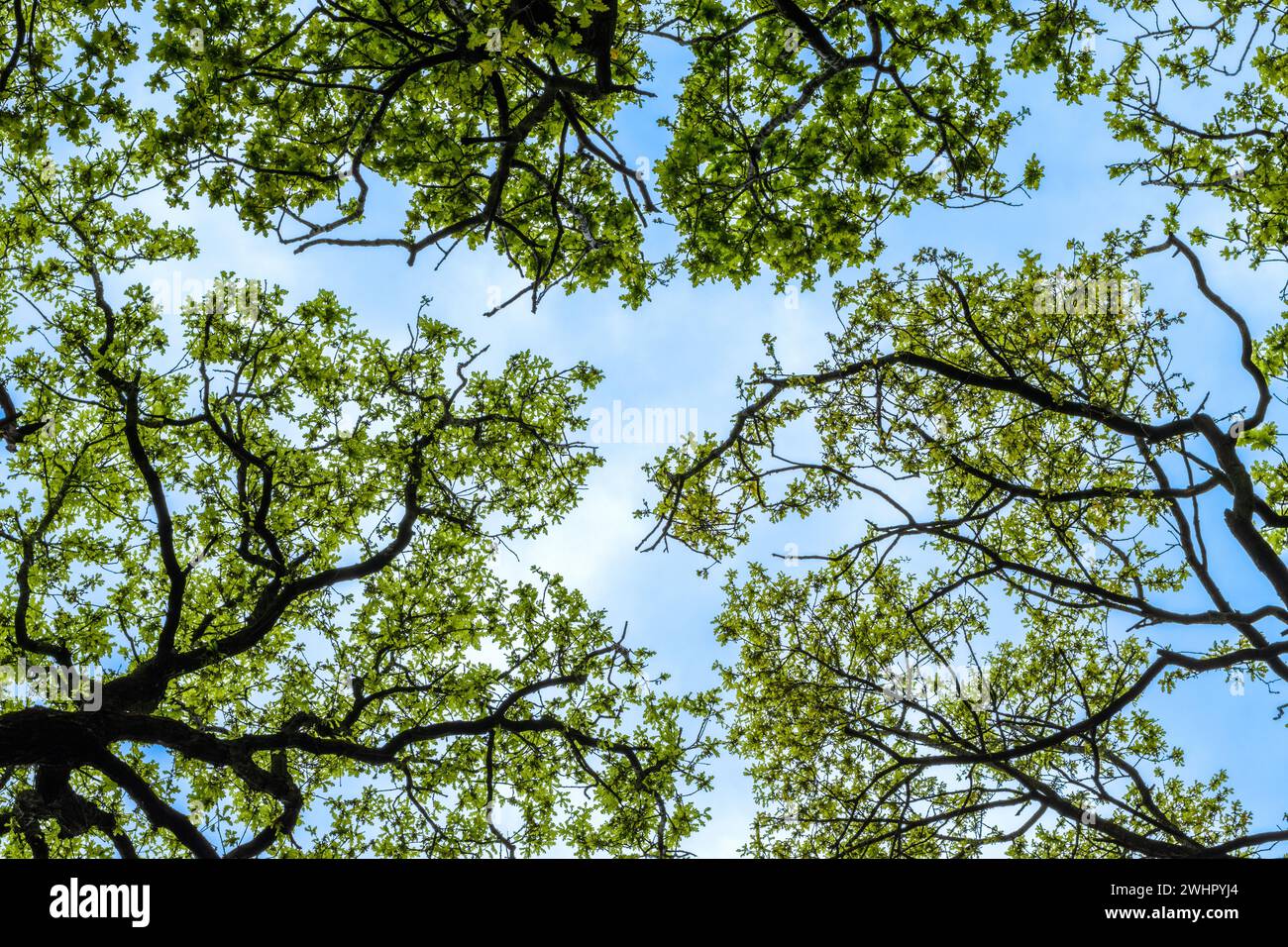 Upward view of spring oak trees branches with green leaves and blue sky ...
