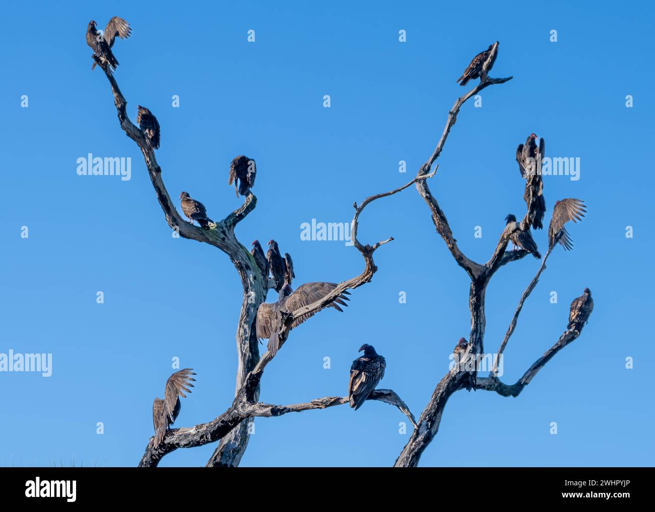 Turkey vultures perched in a tree, Deep Hole Trail, Myakka River State ...