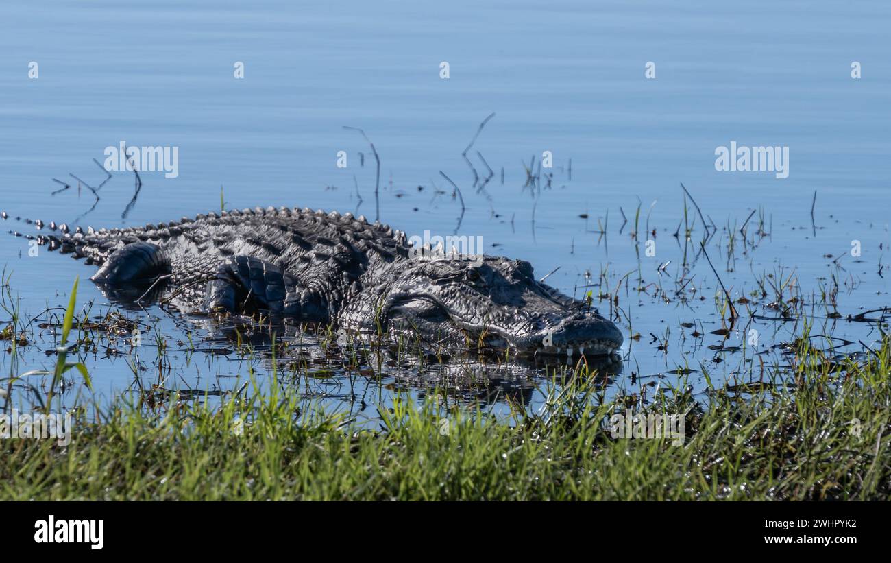 Alligator with teeth showing, lying in water, Deep Hole Trail, Myakka ...