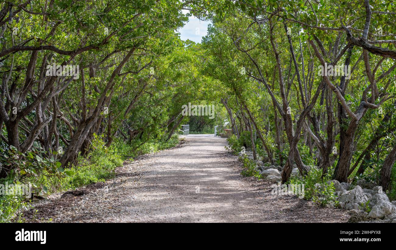 White mangrove hike hi-res stock photography and images - Alamy