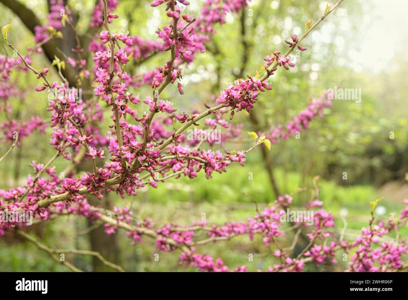 Cercis siliquastrum, or Judas tree, is a Tree from Southern Europe and ...
