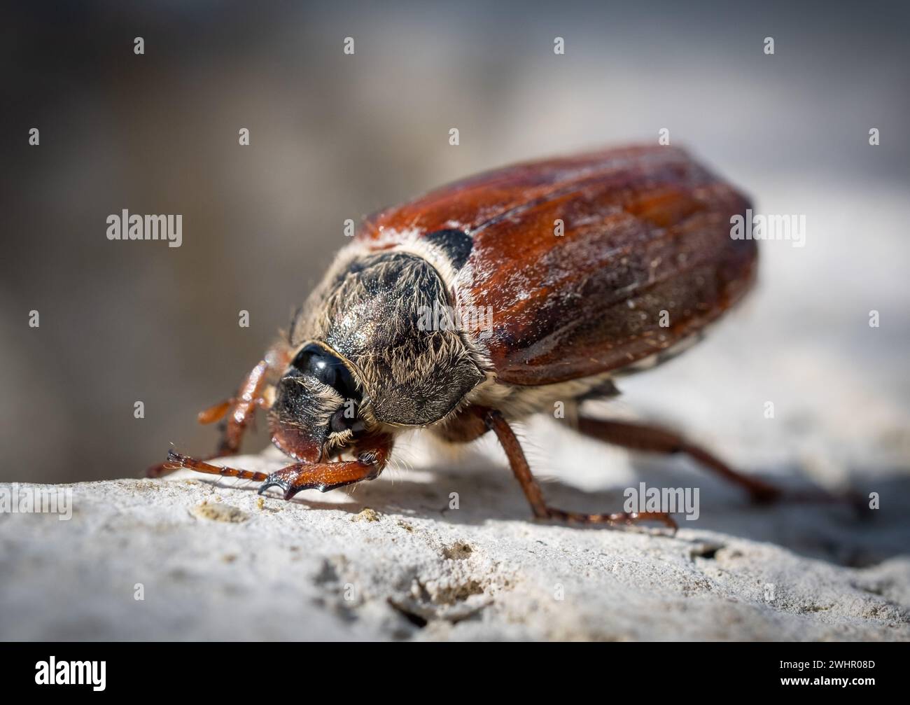 Maybug melolontha hi-res stock photography and images - Alamy