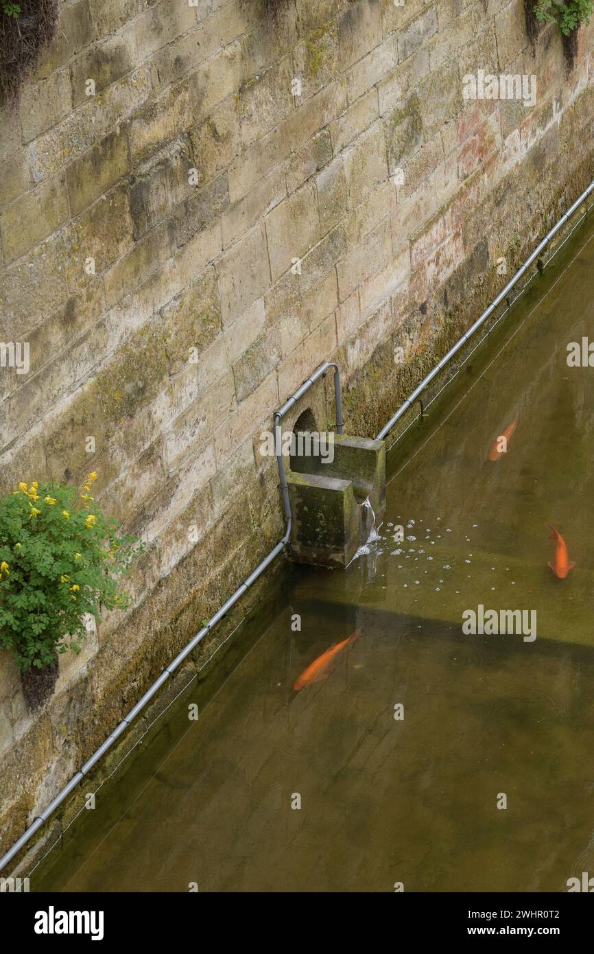 Goldfish in a pond under the walls of an ancient medieval castle in ...