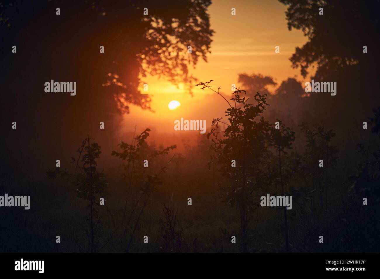 Rising sun pattern hi-res stock photography and images - Alamy