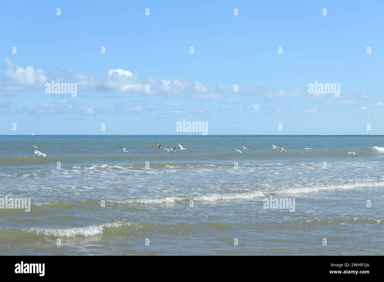 The horizon line of a calm summer sea. Flying seagulls Stock Photo - Alamy