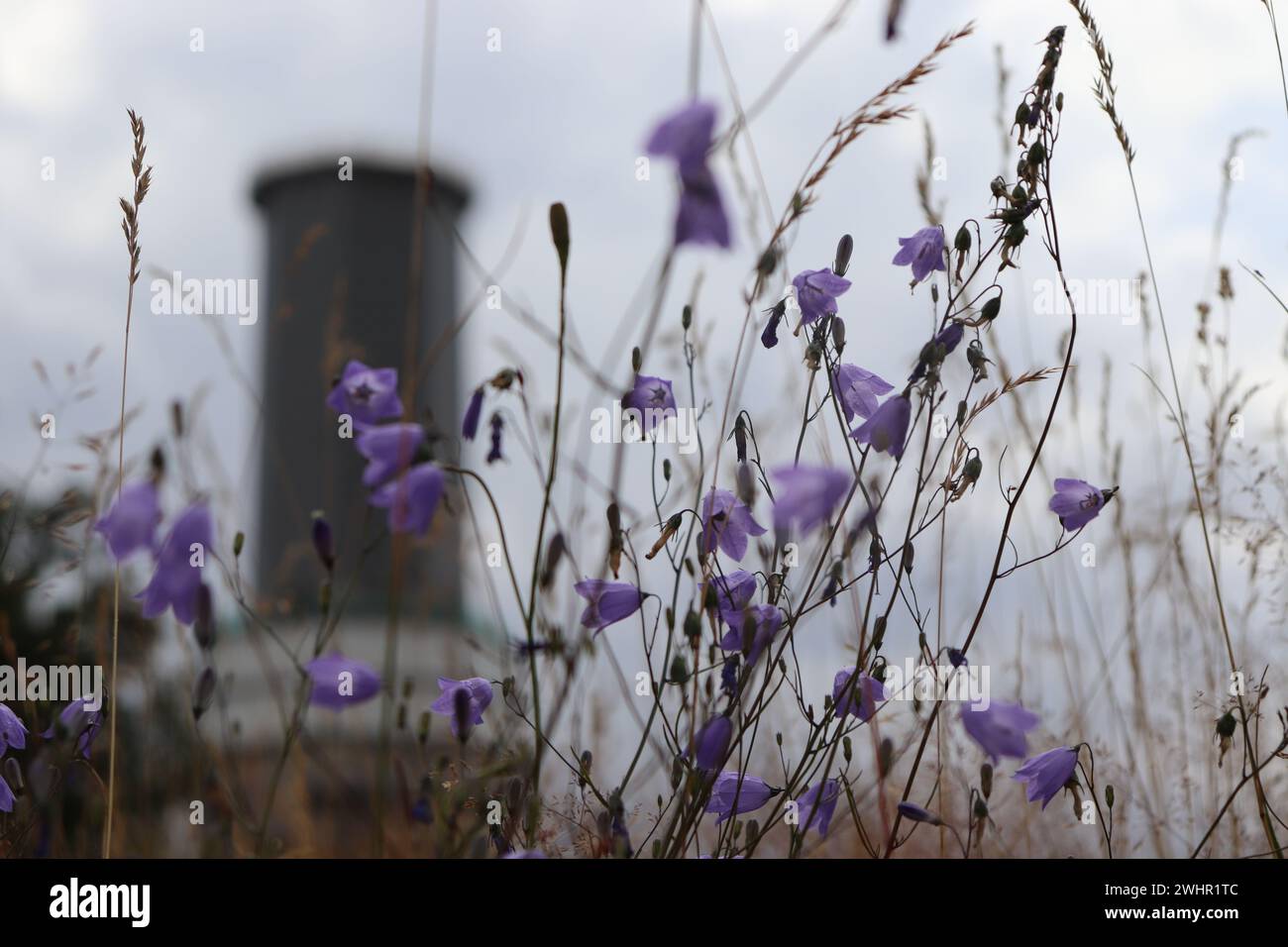 Wiese auf dem Feldberg im Taunus Stock Photo - Alamy Wiese auf dem Feldberg im Taunus Stock Photo - Alamy