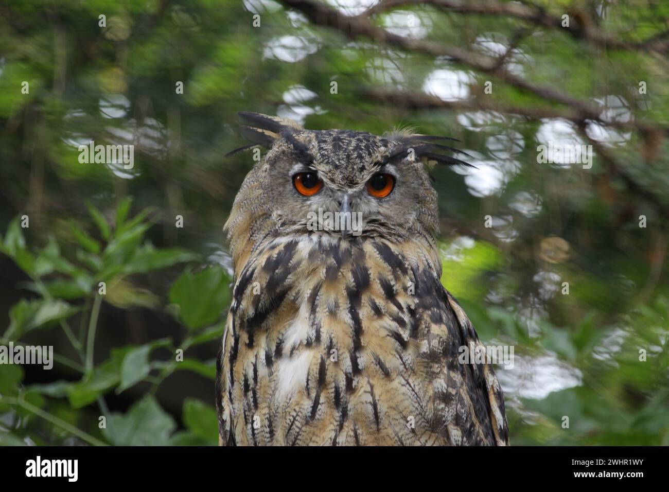 Augen eule hi-res stock photography and images - Alamy