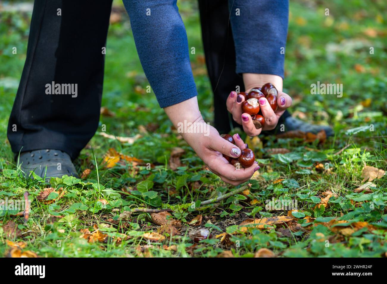Arbeit sammeln hi-res stock photography and images - Alamy