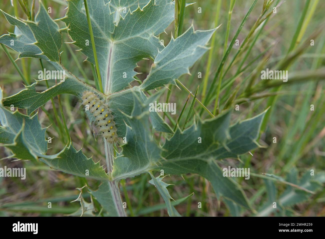 Closeup on the hairy green caterpillar of the colorful diurnal sluggish ...