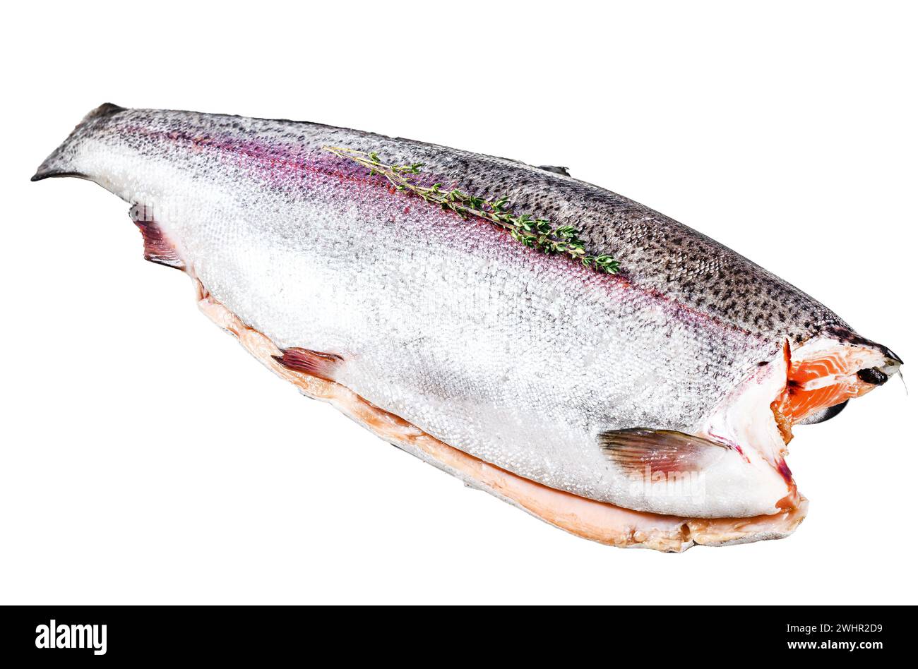 Fresh rainbow trout fish marinated with salt and thyme. Isolated on ...