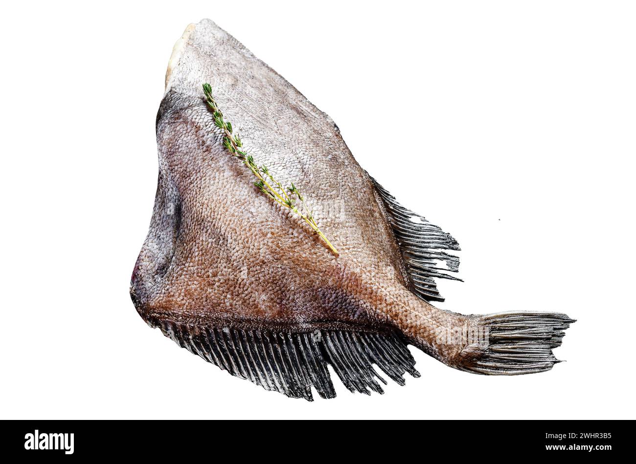 John dory on ice on Cut Out Stock Images & Pictures - Alamy