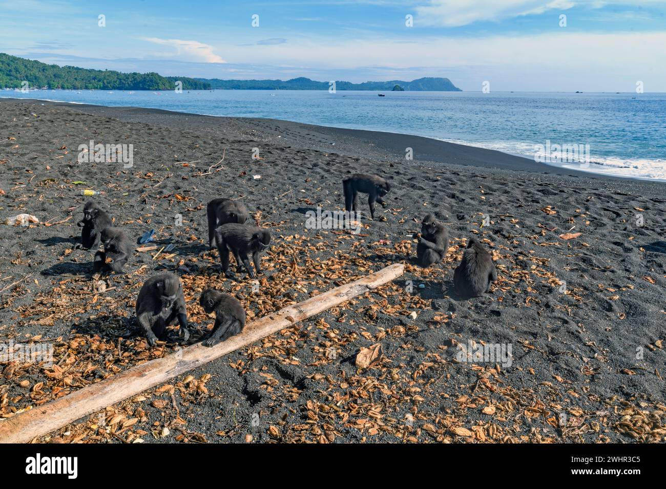 Feeding monkeys group hi-res stock photography and images - Alamy