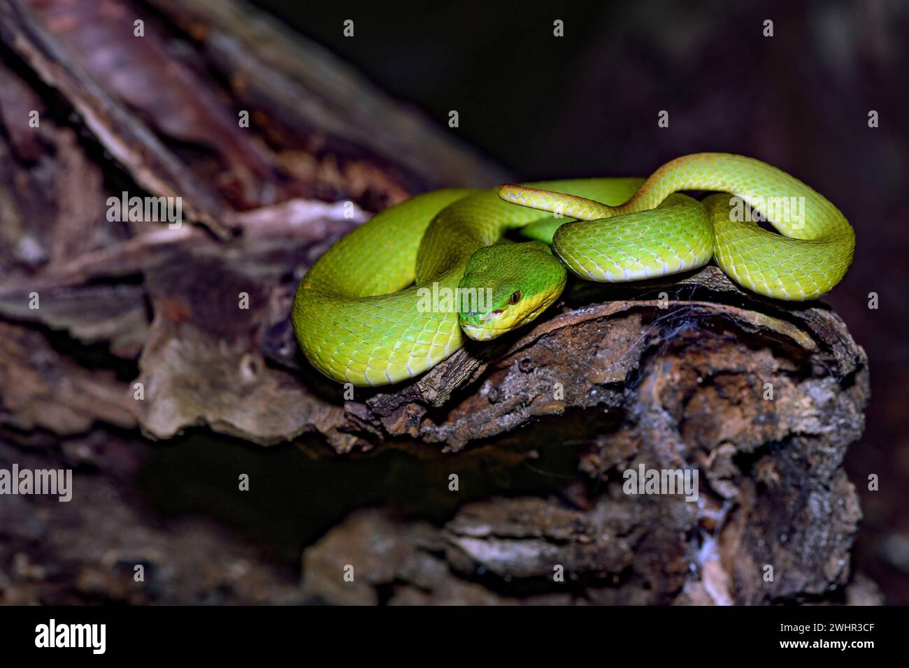 Indonesian pit viper (Trimeresurus insularis) from Komodo Island ...
