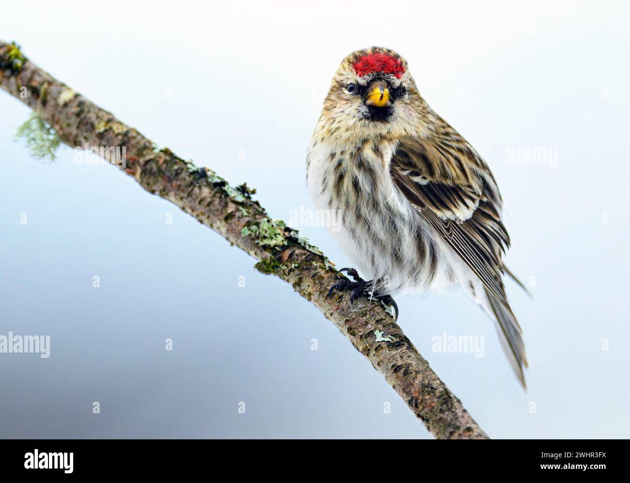 Fugler fugl birds passeriformes spurvefugl song birds hi-res stock ...