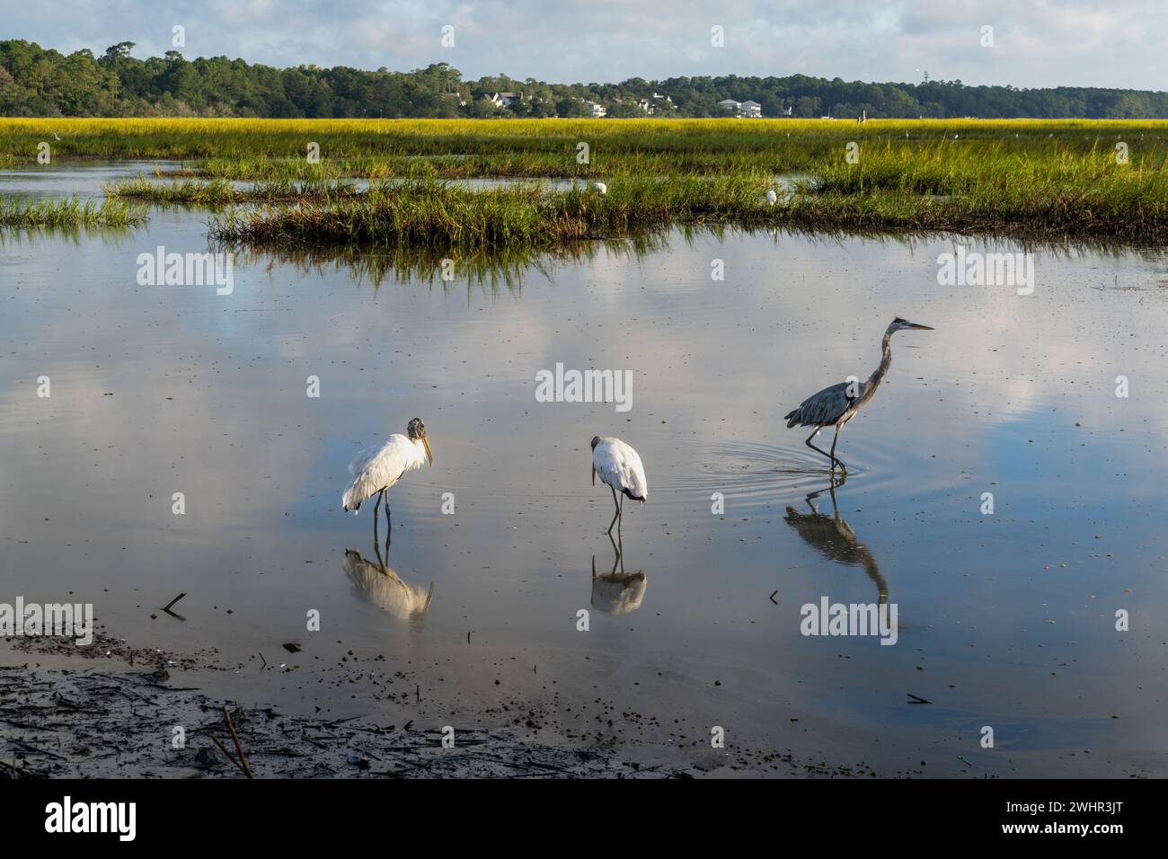 Two wood storks and a great heron in the tidal waters and marshlands of Huntington Beach State ...