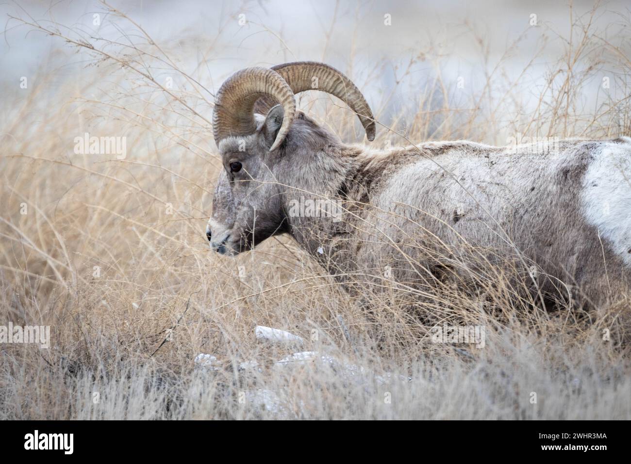 A bighorn sheep ram walking through grasses with a pensive expression ...