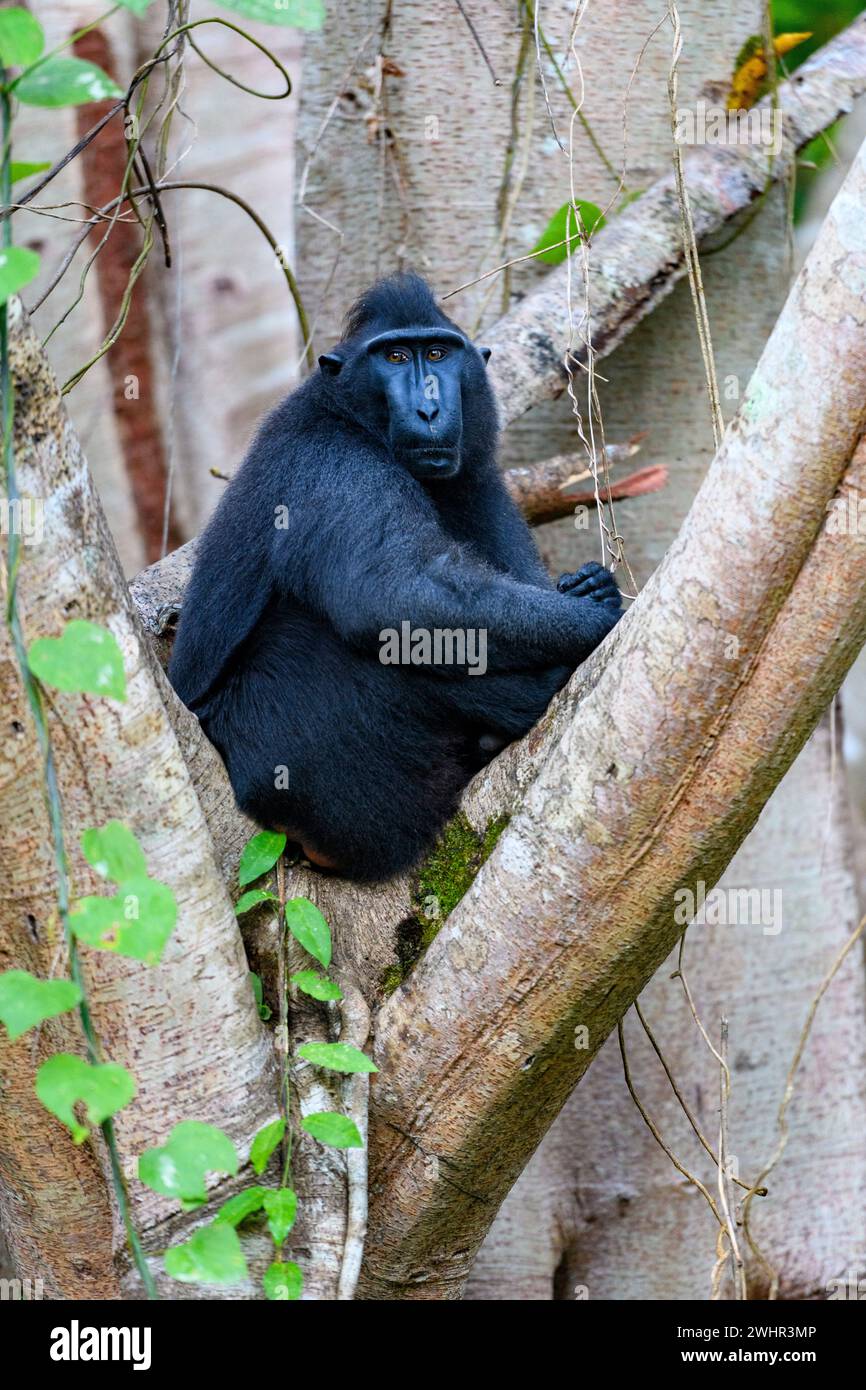 Crested Black Macaque (Macaca nigra) in Tangkoko Nature Reserve ...