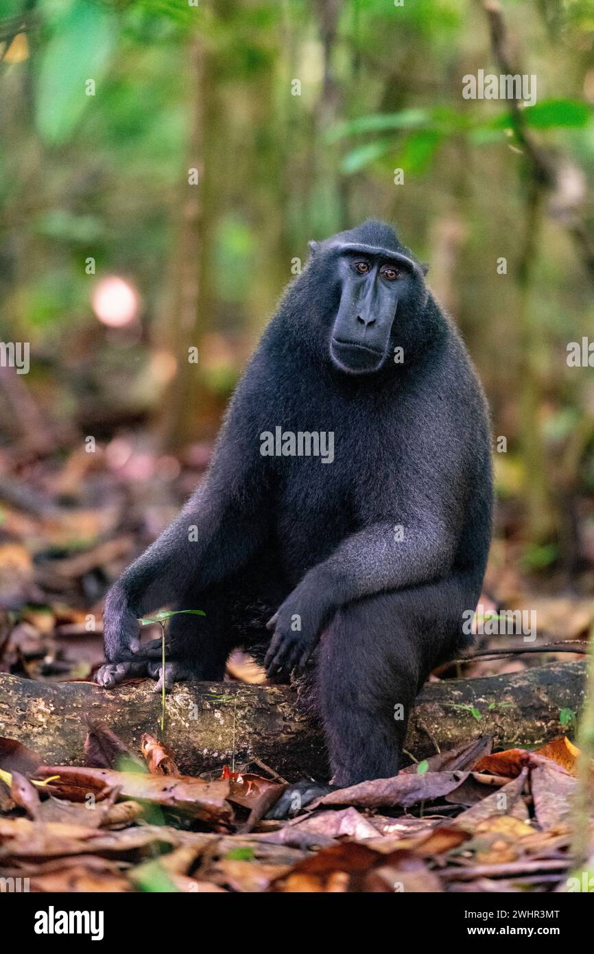 Crested Black Macaque (Macaca nigra) in Tangkoko Nature Reserve ...