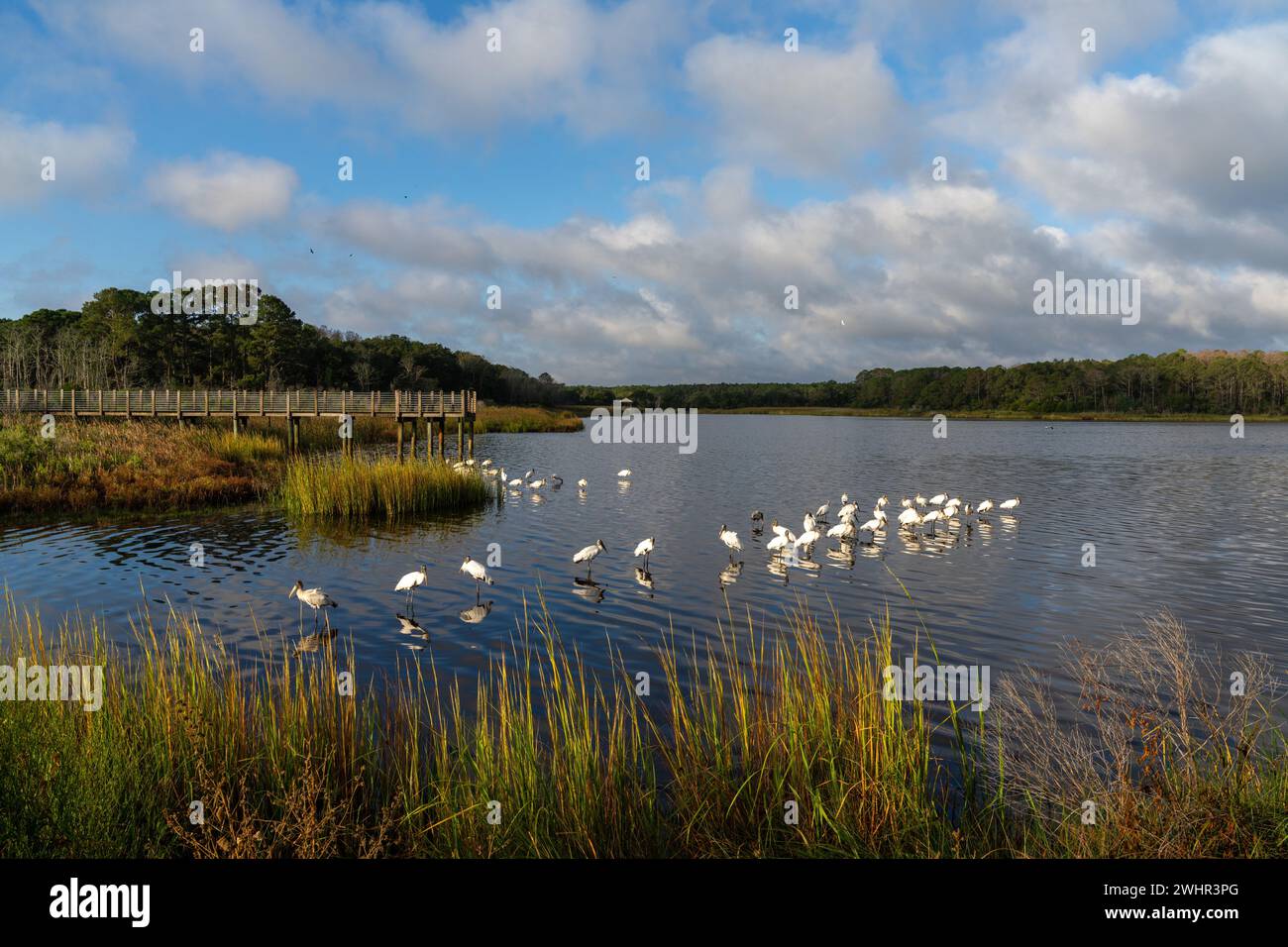 A view of many wood storks and a wooden dock in the marsh of Huntington ...