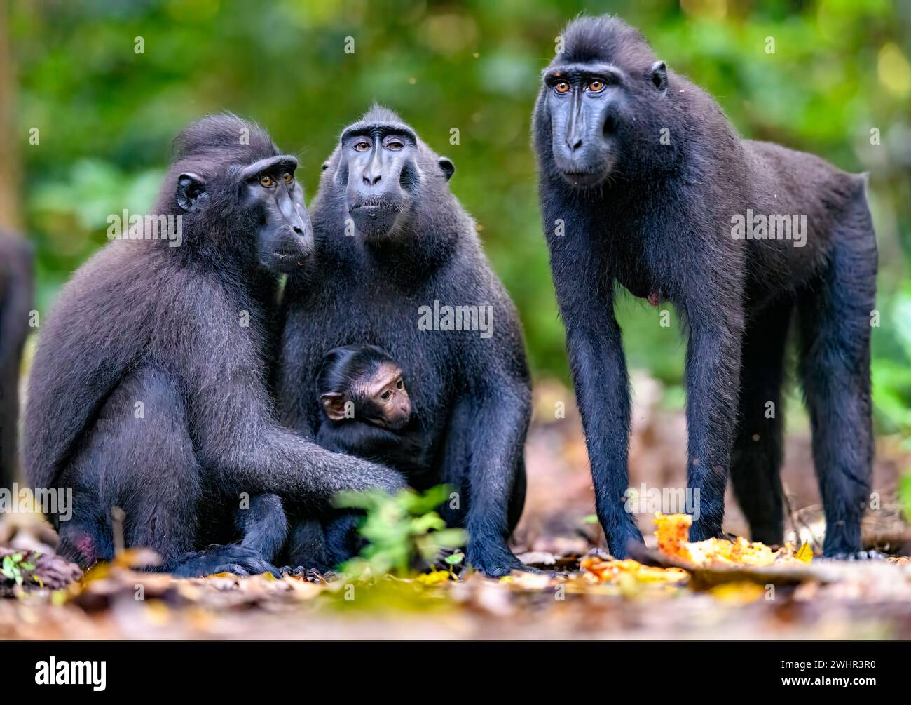 Crested Black Macaques (Macaca nigra) in Tangkoko Nature Reserve ...