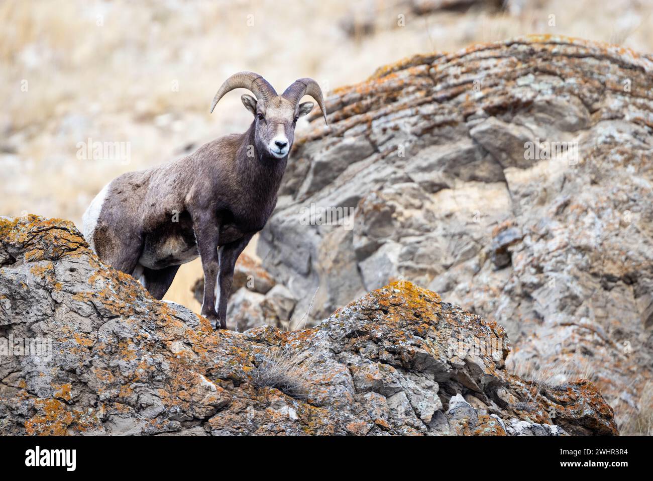 A young bighorn sheep ram overlooking his surroundings from on top of a ...