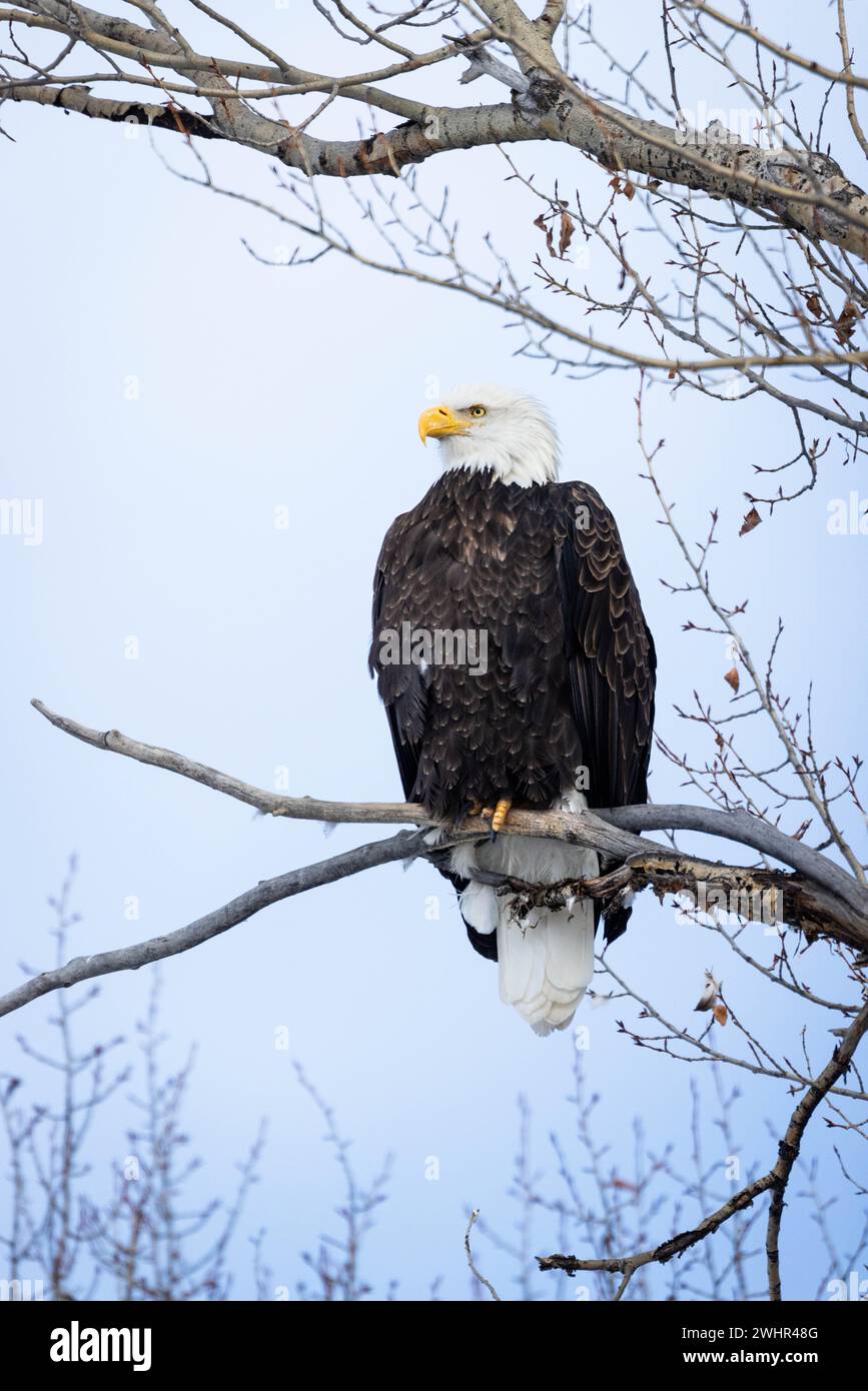 Emily stevens pond hi-res stock photography and images - Alamy