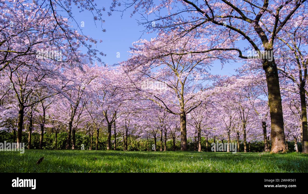 Kersenbloesempark translation flower park There are 400 cherry trees in ...