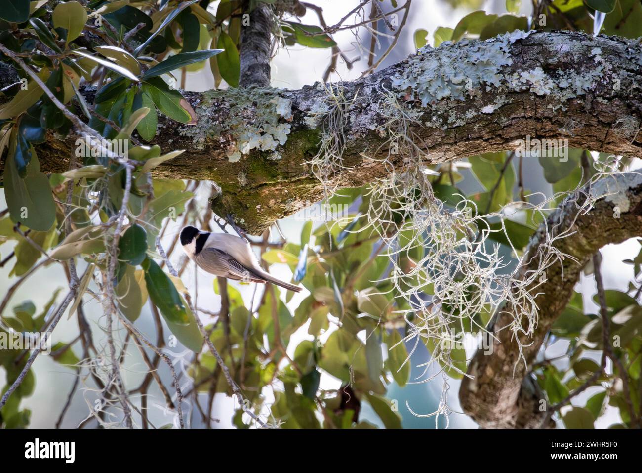 A Carolina chickadee hanging upside-down on an oak tree branh. Kiawah ...