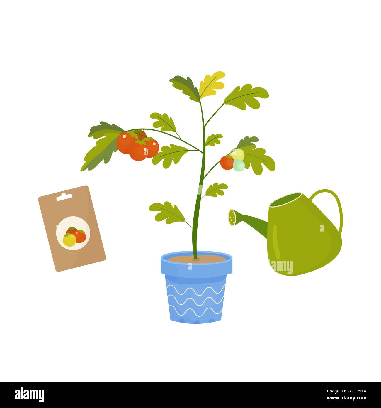 Watering and growing tomato peppers in a pot on the balcony. Home ...