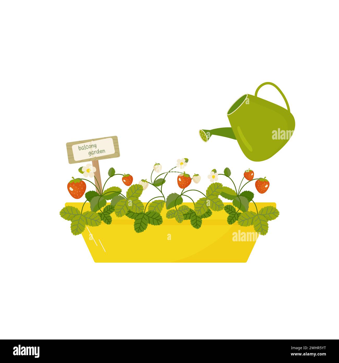watering potted strawberries. Home growing concept in cartoon style for ...
