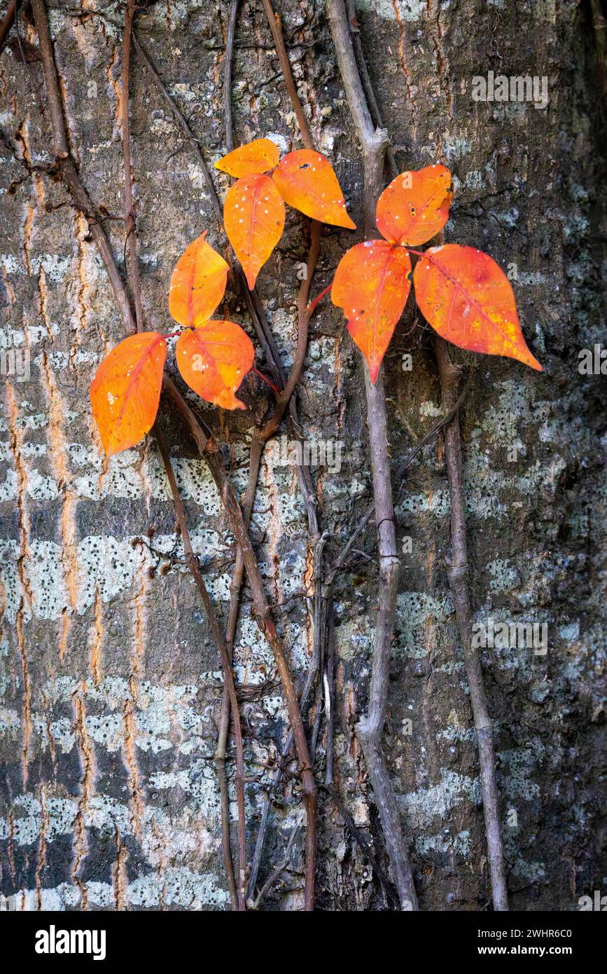 Orange and red fall leaves clinging to vines lining a tree trunk ...