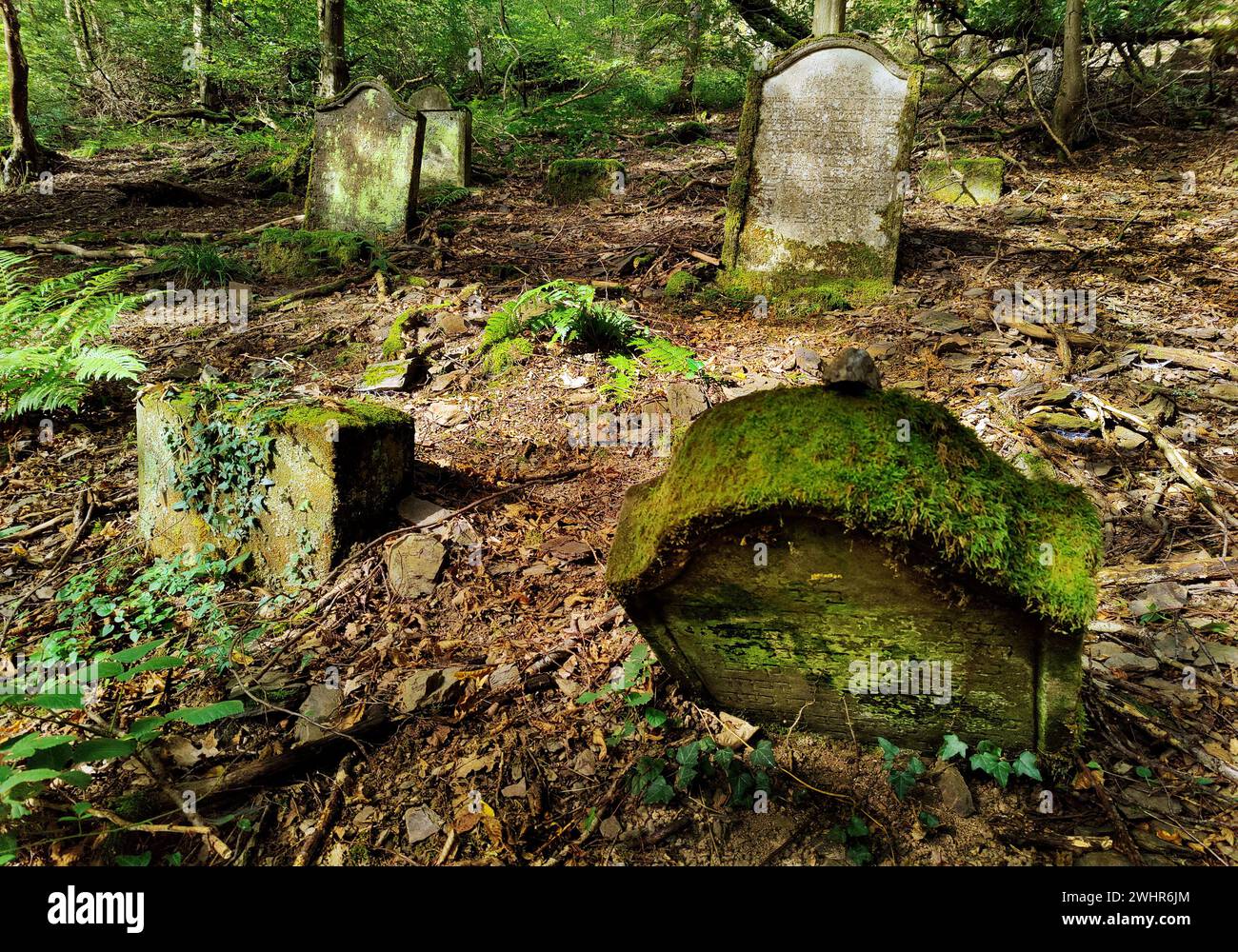 Old Jewish cemetery in the forest, overgrown, cultural monument, Cochem ...