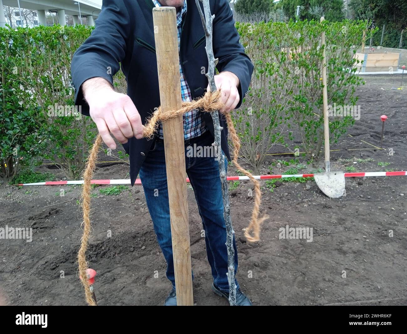 Tree cut, part of tree care Stock Photo - Alamy