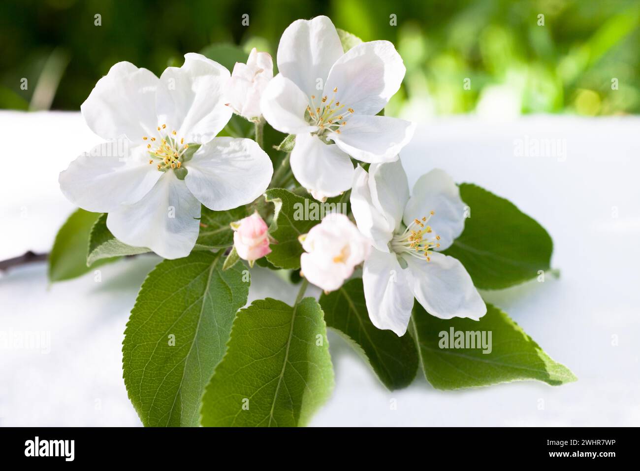 White apple tree hi-res stock photography and images - Alamy