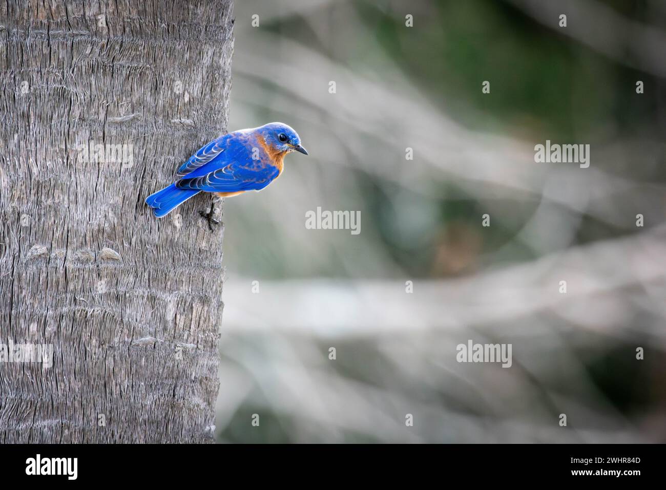 An eastern bluebird looking out from a tree as it clings to the side ...