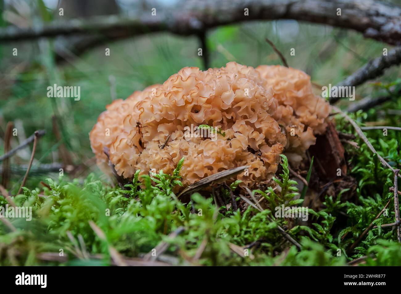 Ruffed hen hi-res stock photography and images - Alamy